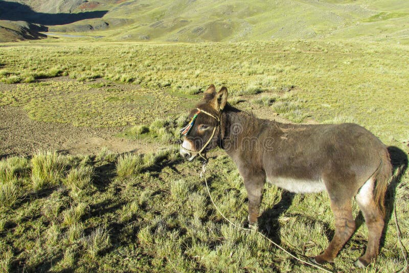 124 Donkey Back View Stock Photos - Free & Royalty-Free Stock Photos ...