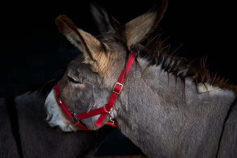 Donkeys Greeting Each Other Stock Image - Image of mane, country: 202159171