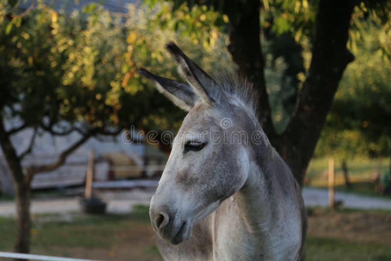 Gray Donkeys in the Open Air Stock Image - Image of closeup, nature ...