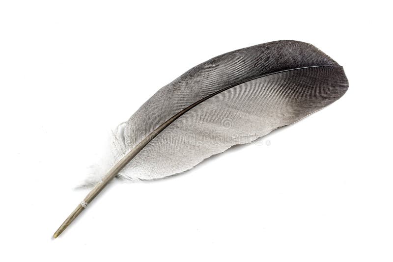 Dove s feather stock image. Image of dove, light, tail - 1514699