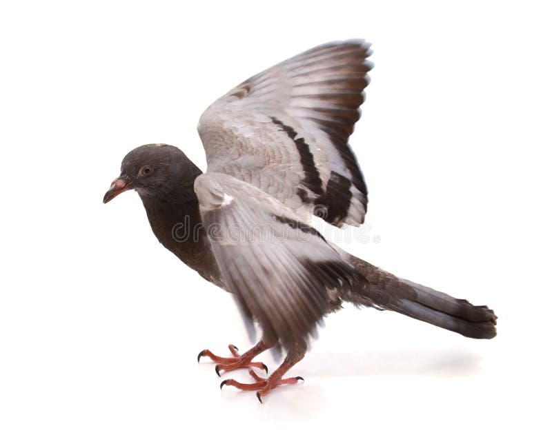 Gray Dove In Flying Action Bird With Wide Open Wings Fauna Theme