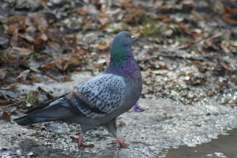 Gray dove on ice stock image. Image of dove, spring - 142624503