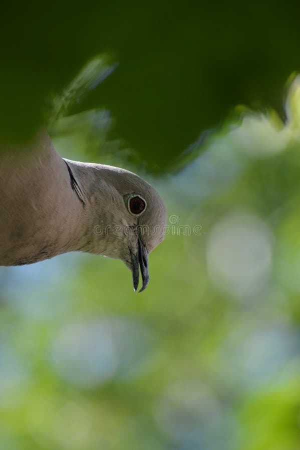 Gray dove opened its beak stock image. Image of bird - 223282807