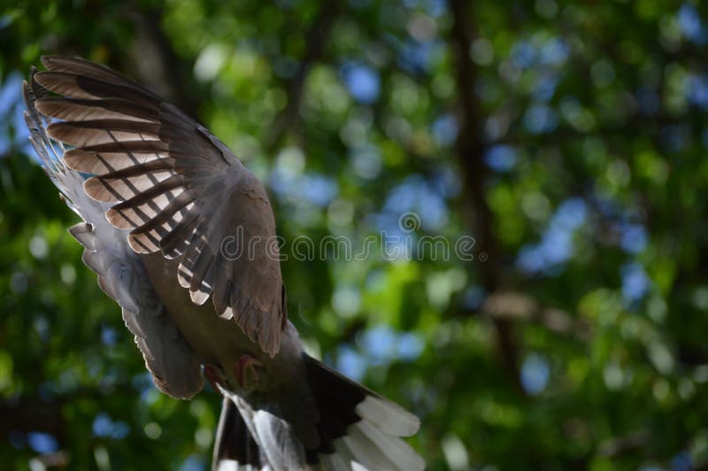Gray Dove with Outstretched Wings Stock Image - Image of bird, color ...