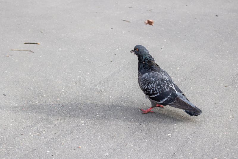 Gray Dove on the Pavement with Shadow Stock Photo - Image of wild, wing ...