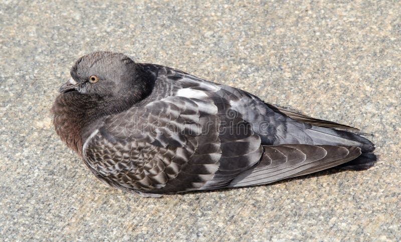 Gray Dove stock photo. Image of gray, pigeon, dove, pigeons - 42104040