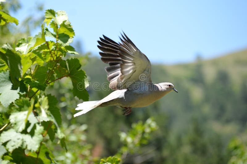 Gray Dove with Spread Wings in Flight Stock Image - Image of details ...