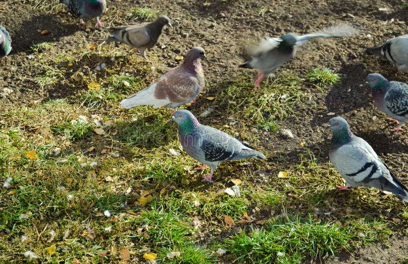 A Gray Dove Stands on the Ground among Many Other Doves Stock Photo ...
