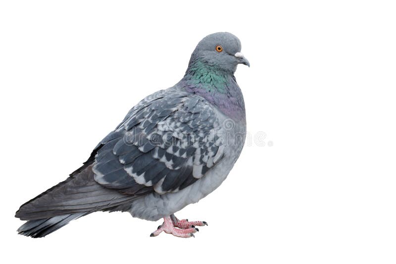 Gray Dove on a White Background Stock Image - Image of garden, city ...