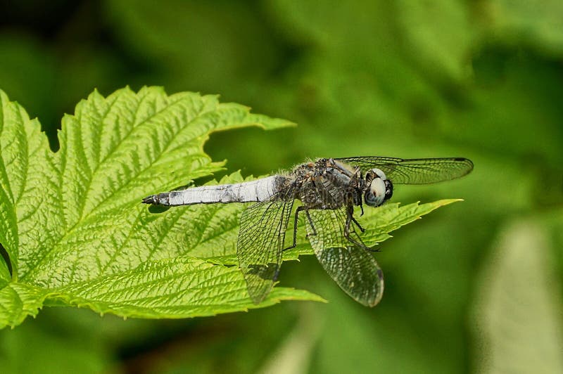 A Gray Dragonfly Sits on a Green Raspberry Leaf Stock Photo - Image of ...