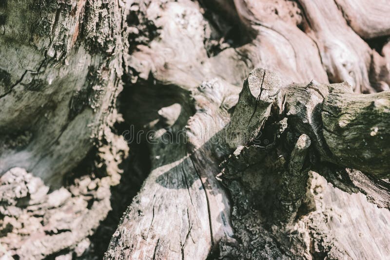 Gray Dry Tree Trunk Texture. Driftwood without Bark Stock Image - Image ...