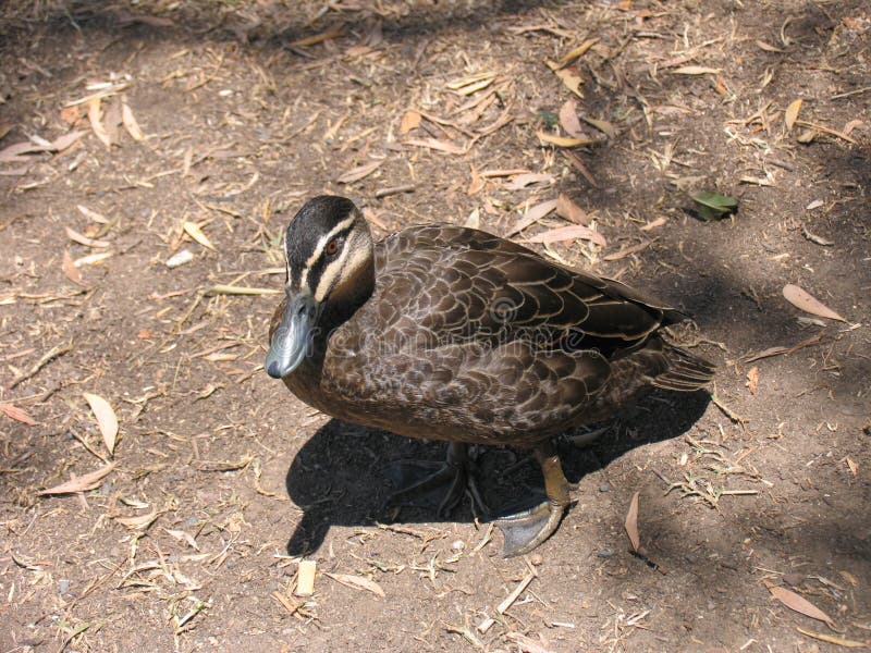 Gray duck stock image. Image of cairns, australia, barrine - 28418023