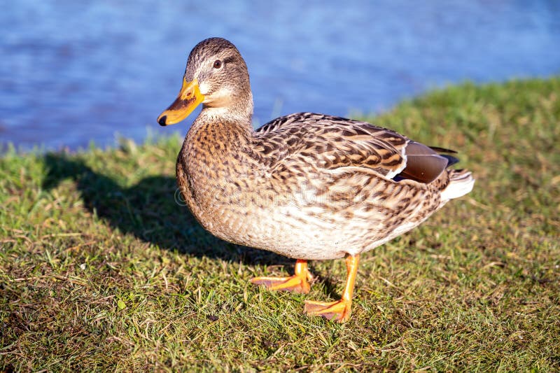 A Gray Duck on the Background of the Lake Stock Image - Image of ...
