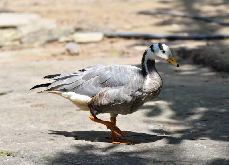 Gray duck stock photo. Image of feather, drake, aquatic - 29321608