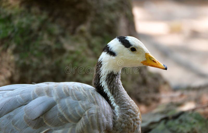 Gray duck stock image. Image of life, laying, mallard - 61152973
