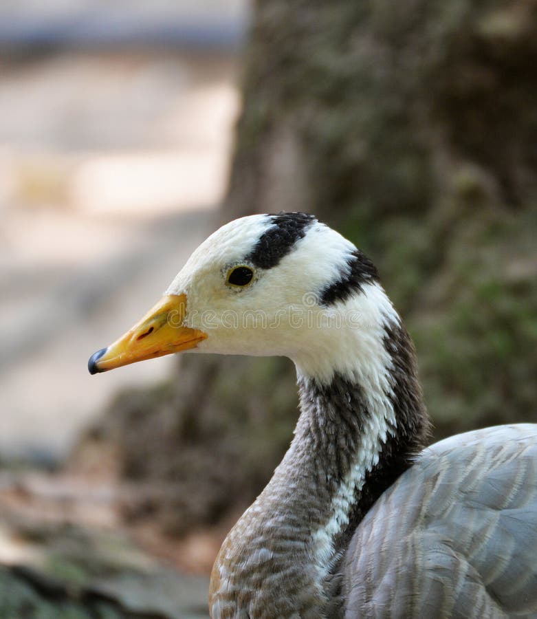 Gray duck stock photo. Image of laying, mallard, european - 61456932