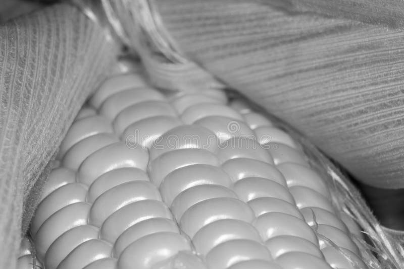 Gray ear of corn stock photo. Image of ingredient, fresh - 132978354