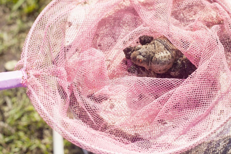 A Gray Earthen Frog Sits in a Pink Baby Net. she Was Caught Stock Image ...
