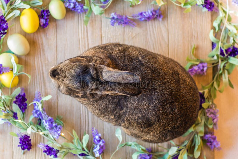 Gray Easter Bunny Rabbit with Purple Spring Lilac Flowers and Eggs on ...