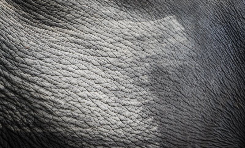 Gray Elephant Skin Texture Closed Up Background Stock Image - Image of ...