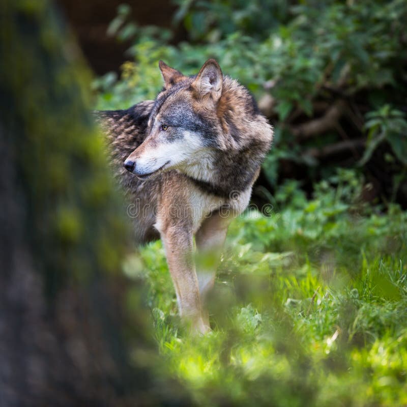 Gray/Eurasian wolf stock image. Image of predator, polar - 28163025