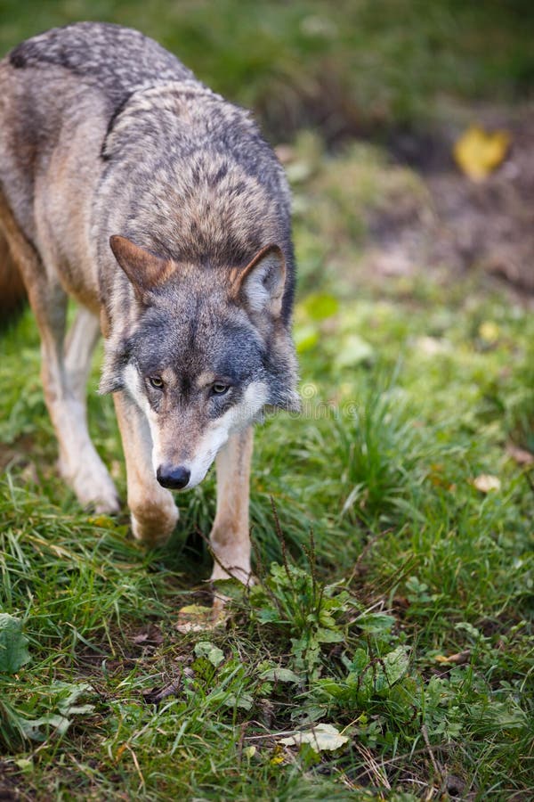 Gray/Eurasian wolf stock photo. Image of lupus, carnivore - 28163028