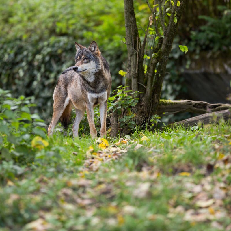 Gray/Eurasian wolf stock photo. Image of canine, predator - 63082516