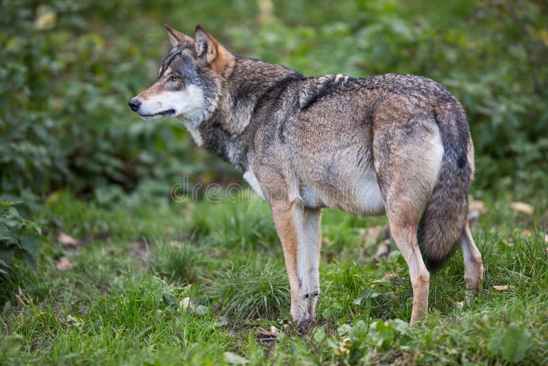 Gray/Eurasian wolf stock photo. Image of canine, predator - 63082516