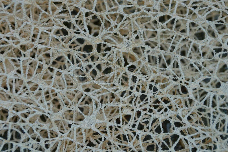 Fabric Texture of Fine Mesh on Clothes Stock Photo - Image of clothing ...