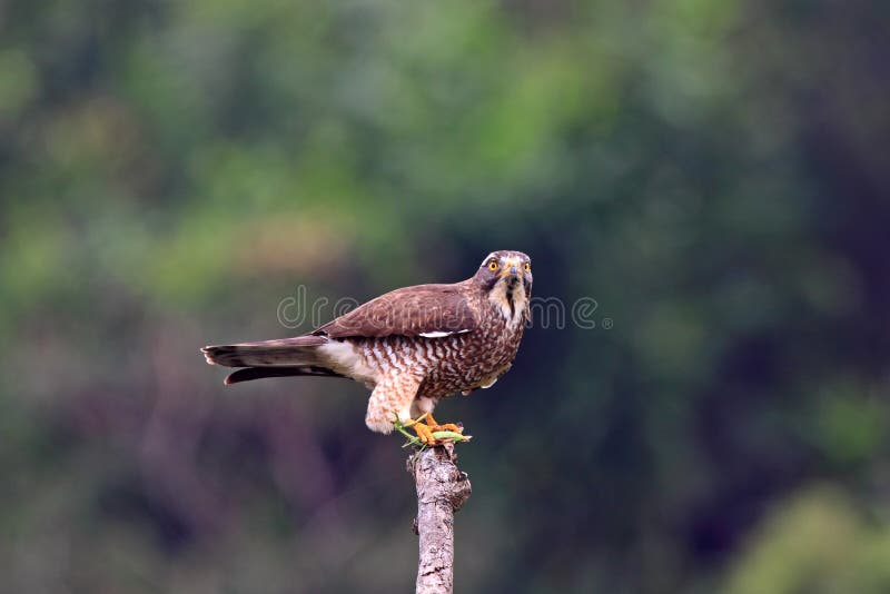 Gray-faced Buzzard Hawk, Butastur Indicus Stock Photo - Image of birds ...