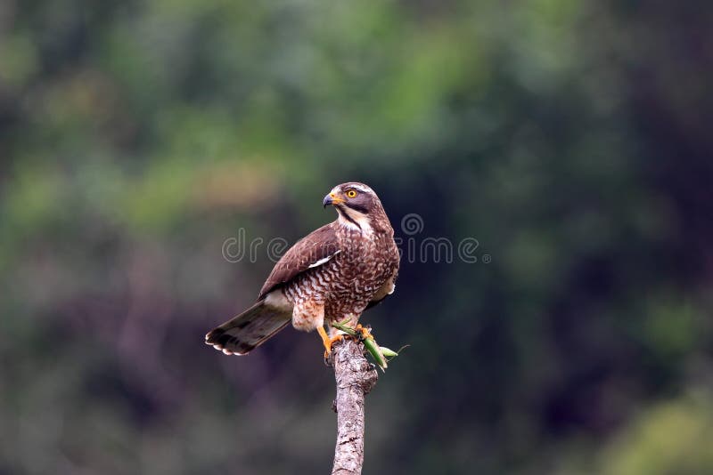 Gray-faced Buzzard Hawk, Butastur Indicus Stock Image - Image of birds ...