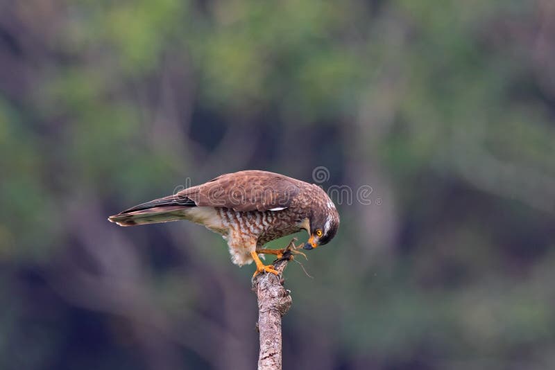 Gray-faced Buzzard Hawk, Butastur Indicus Stock Image - Image of japan ...