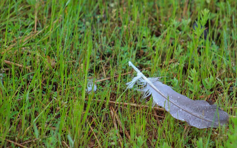 Gray Feather Background stock image. Image of tiel, nature - 894653