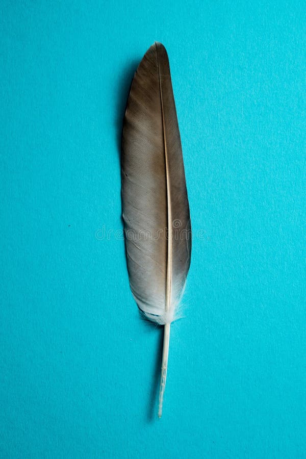 Gray Feather Isolated on Light Blue Background Stock Image - Image of ...