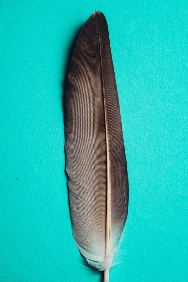 Gray Feather Isolated on Light Green Background Stock Photo - Image of ...