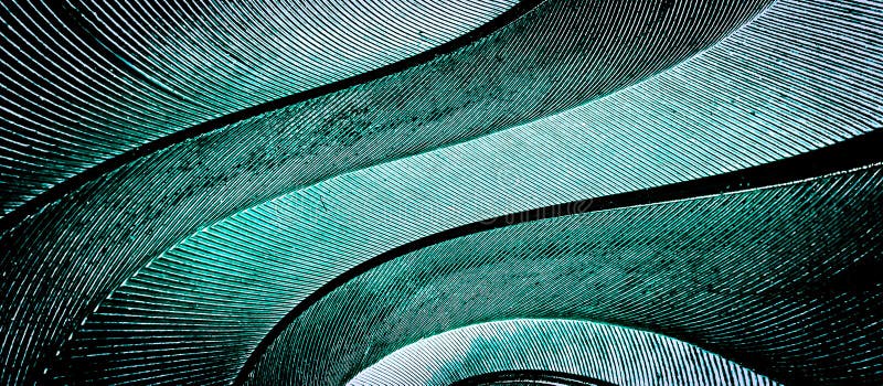 Gray Feather Pigeon Macro Photo. Texture or Background Stock Image ...