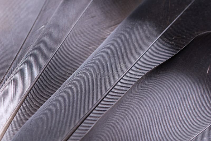 Gray Feather Pigeon Macro Photo. Texture or Background Stock Image ...