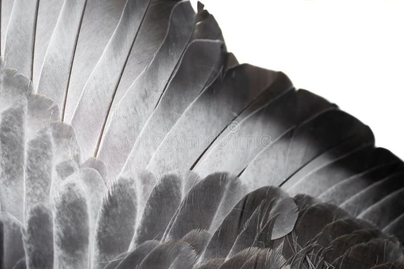 Gray Feather Pigeon Macro Photo. Texture or Background Stock Image ...