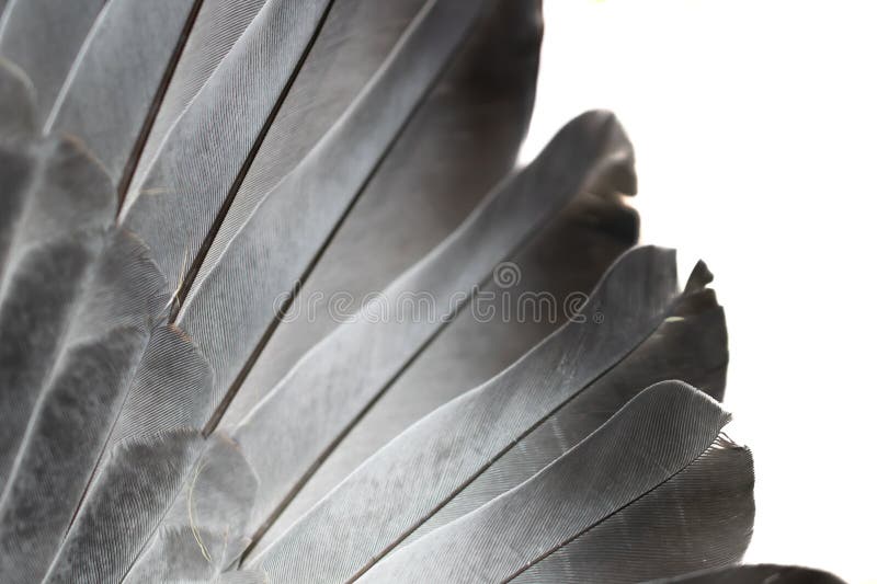 Gray Feather Pigeon Macro Photo. Texture or Background Stock Photo ...