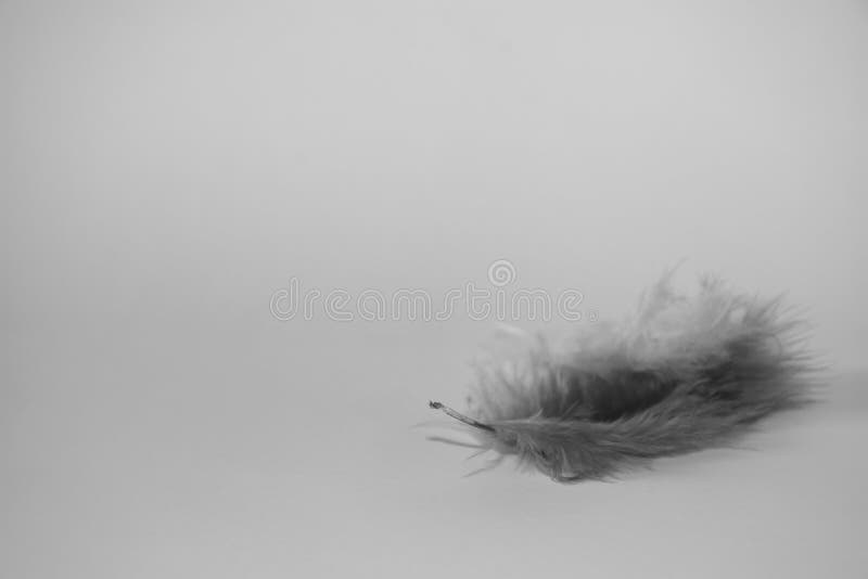 Beautiful Abstract Texture Color Gray And Black Feathers On The White ...
