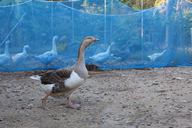 Gray Female Goose is Stay and Rest in Garden Stock Image - Image of ...