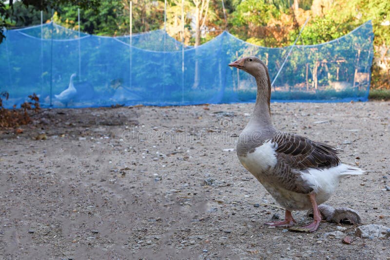 Gray Female Goose is Stay and Rest in Garden Stock Image - Image of ...