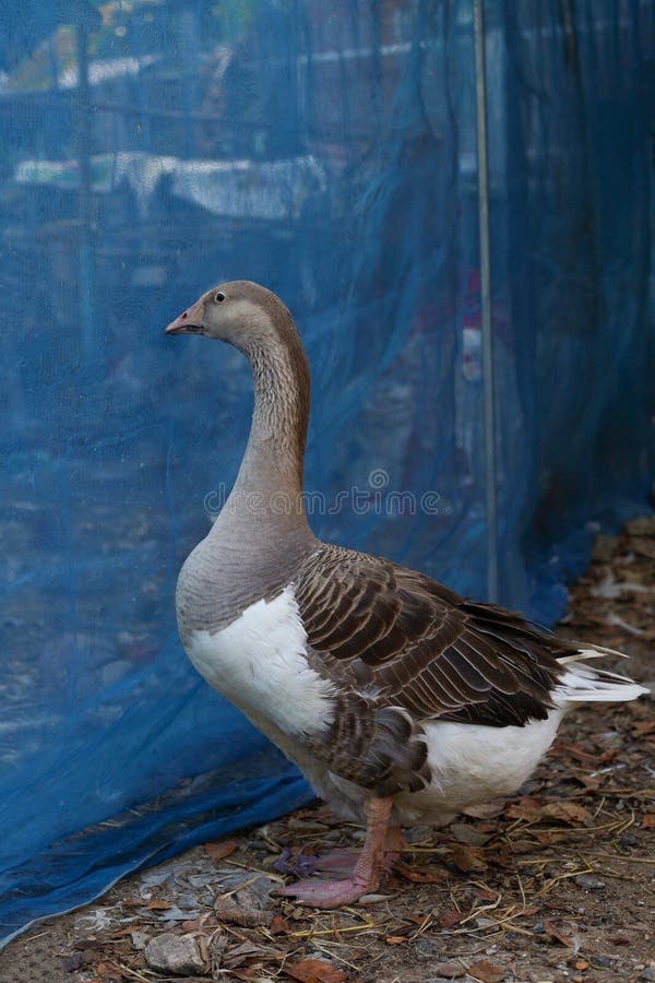 Gray Female Goose is Stay and Rest in Garden Stock Image - Image of ...