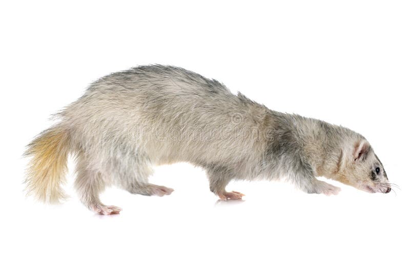 Gray ferret in studio stock photo. Image of young, predator - 136861004
