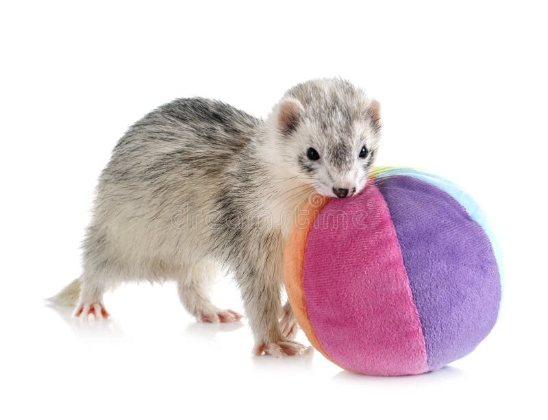Ferret in Front of Christmas Lights Stock Image - Image of holiday ...