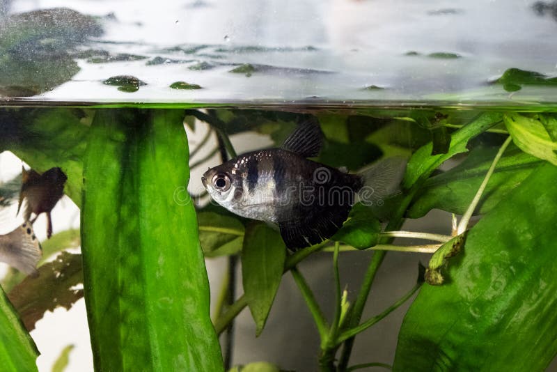 Gray Fish in an Aquarium among Algae Closeup Stock Image - Image of ...