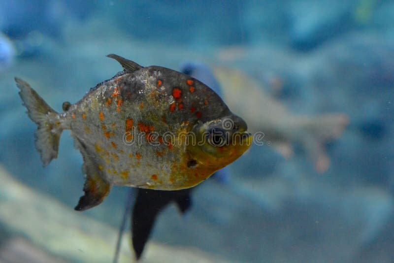 Gray Fish in Aquarium stock photo. Image of ecosystem - 196166656
