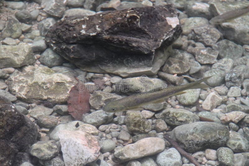Fish in Shallow Water stock image. Image of animals - 106437329