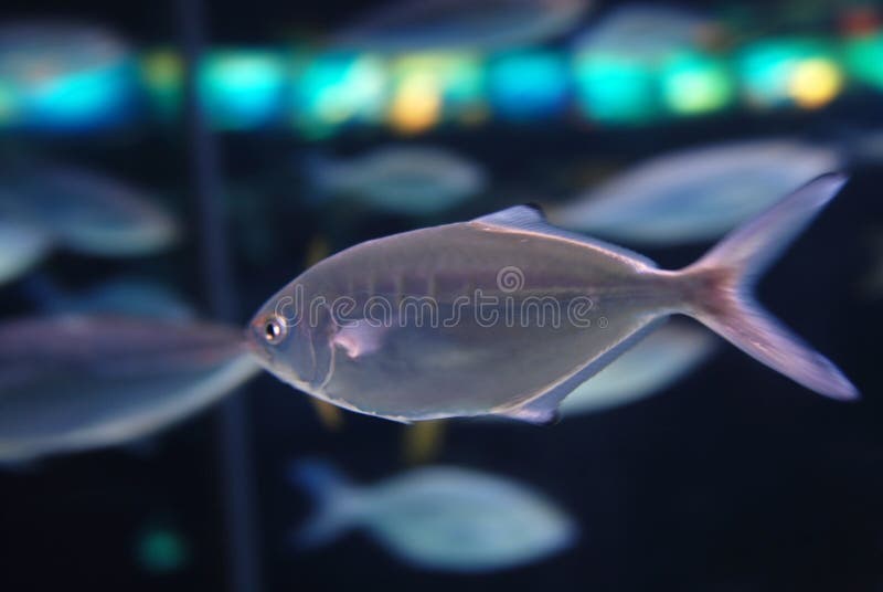 Gray fish stock photo. Image of sealife, life, gray, reef - 1046764