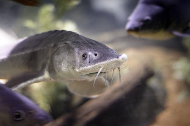 Gray fish stock image. Image of shark, young, juvenile - 93399147